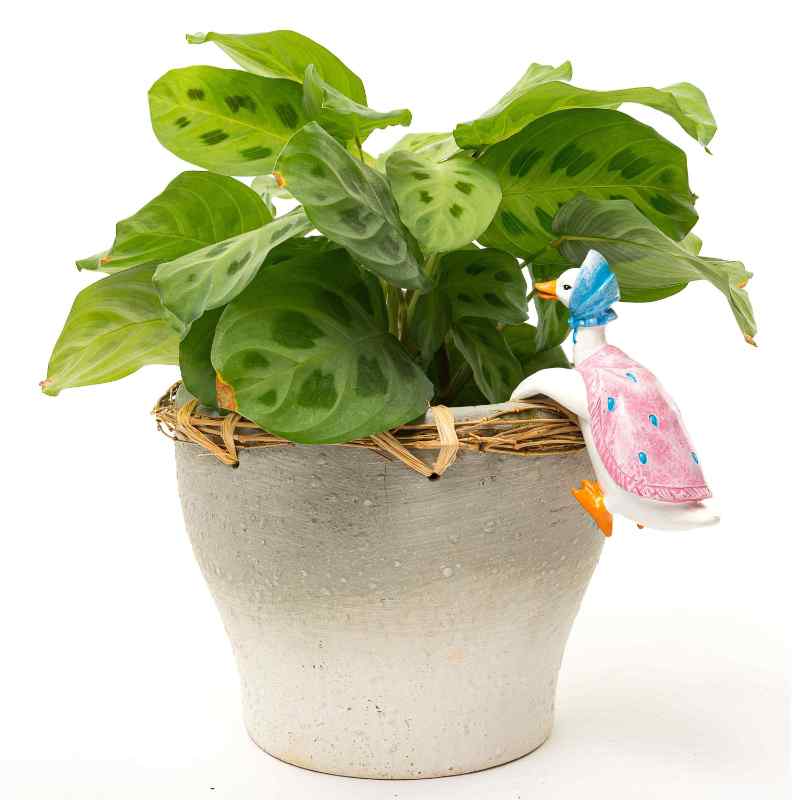 Peter Rabbit Potty Feet - Set 1 - Thomas Online